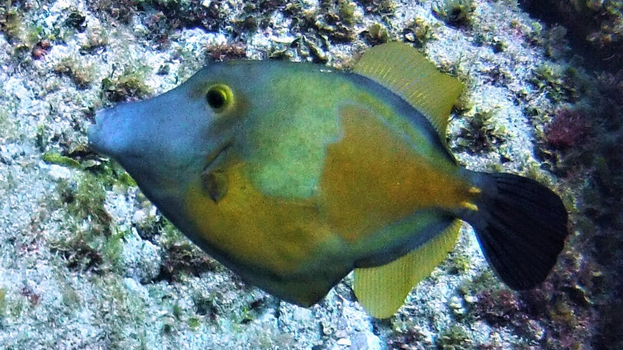 Fishes of the Brazilian Coast - Book - Only guide to marine fishes of ...
