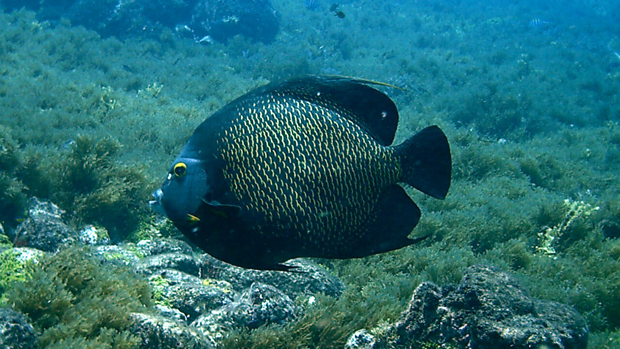 Fishes of the Brazilian Coast - Book - Only guide to marine fishes of ...