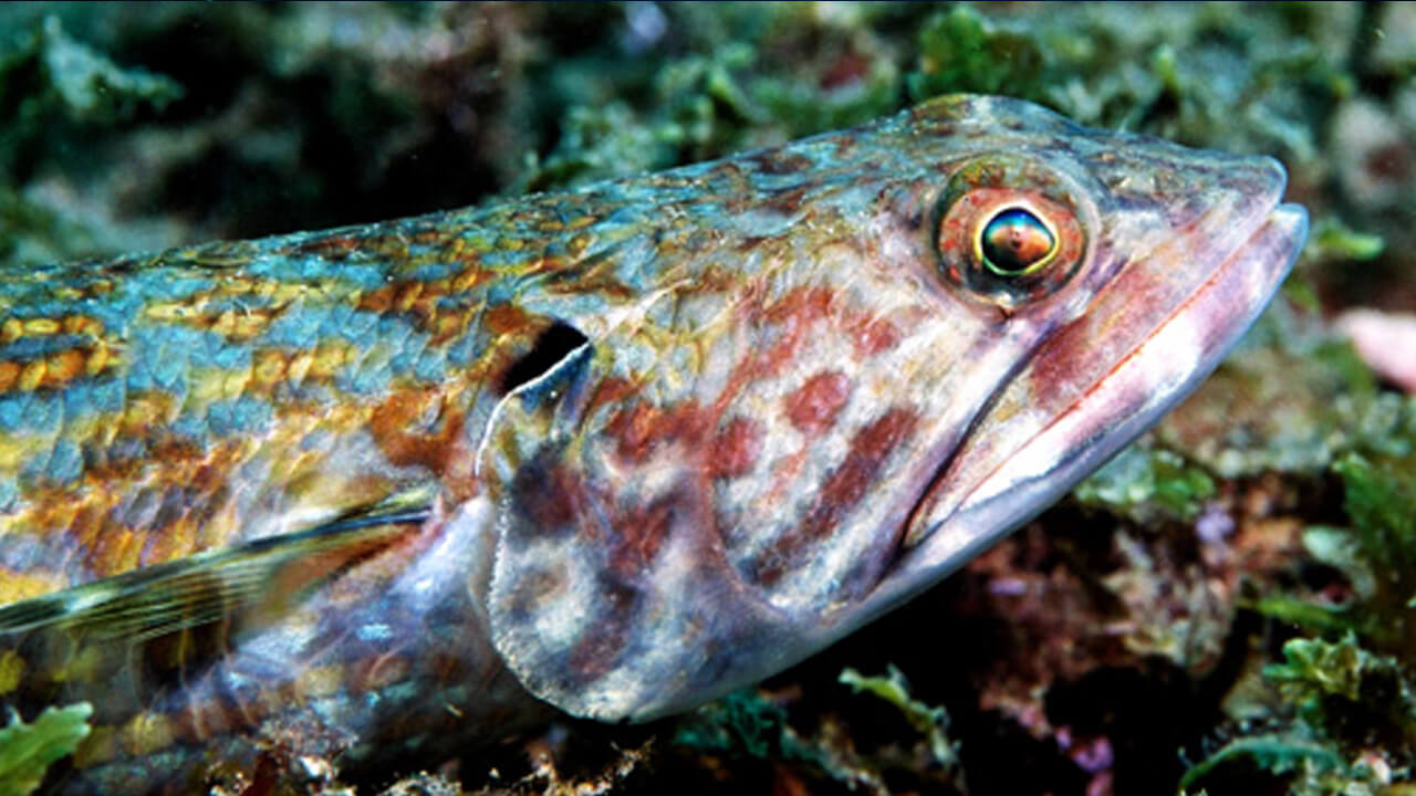 Fishes of the Brazilian Coast - Book - Only guide to marine fishes of ...